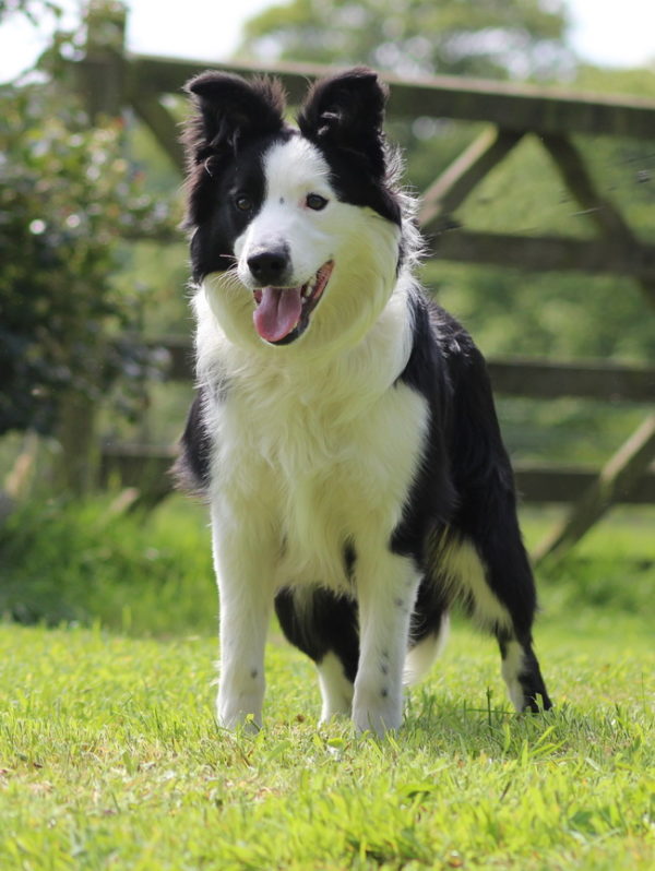 Sponsor a dog – Fostbc
