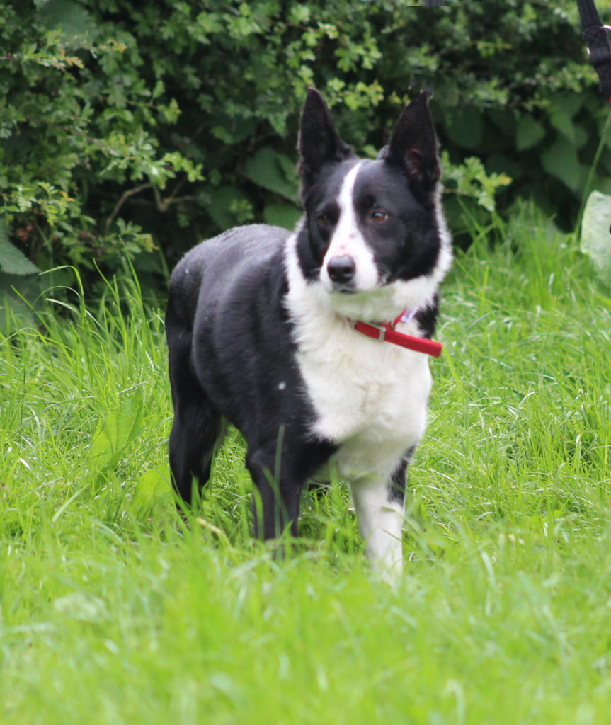 Dogs for adoption – Fostbc