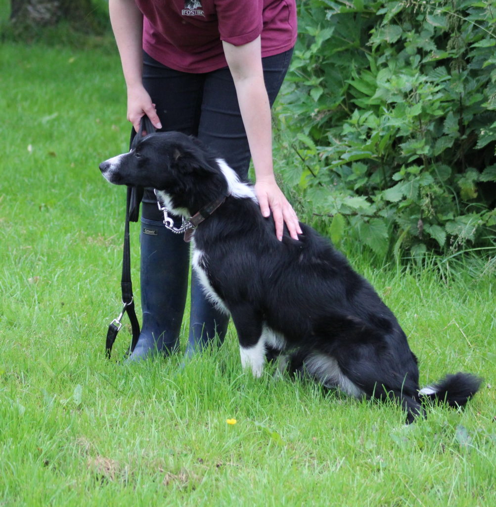 Dogs for adoption – Fostbc